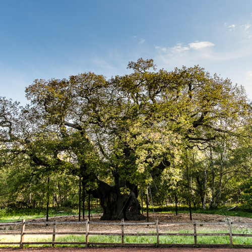 The tree might have stopped growing, but the spirit of the Major Oak ...