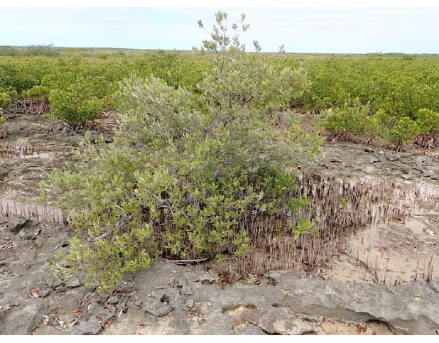 Wednesday Walkthrough: Dr Jennifer Rowntree - Leftlion - Nottingham Culture
