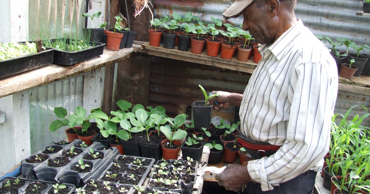 How the Windrush Generation Preserved Nottingham's Vital Allotments ...