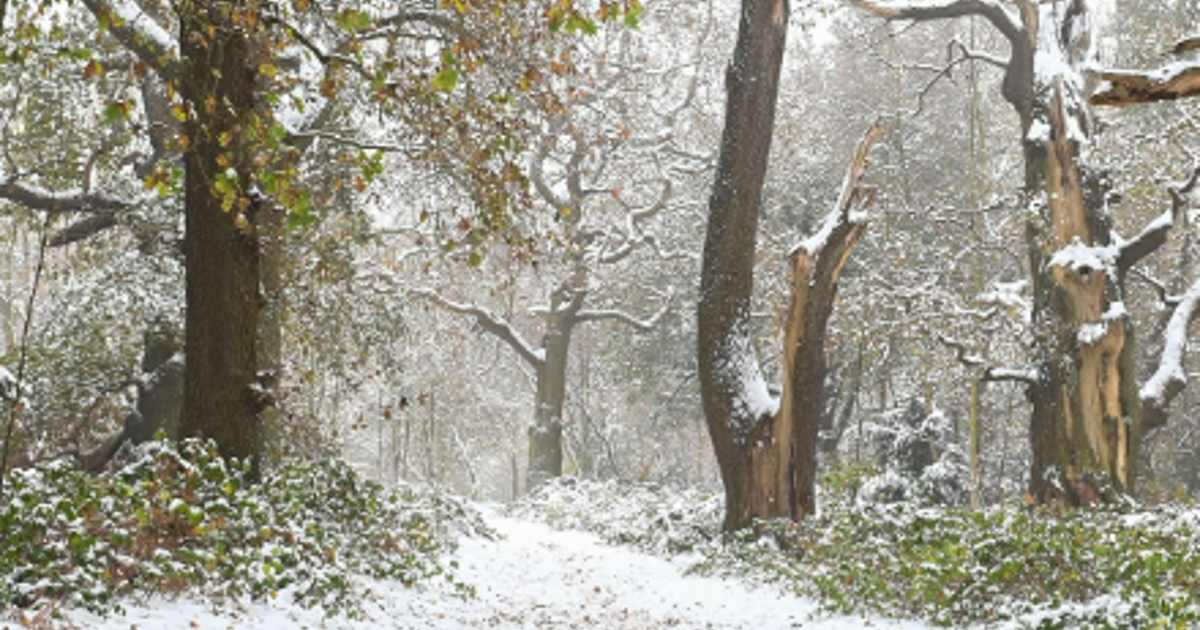 Winter Tree Identification Walk - Leftlion - Nottingham Culture