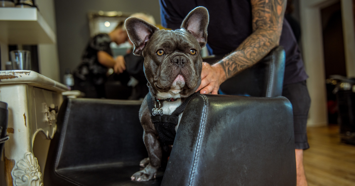 Nottingham's Finest Dogs in Shops - Nottingham Culture