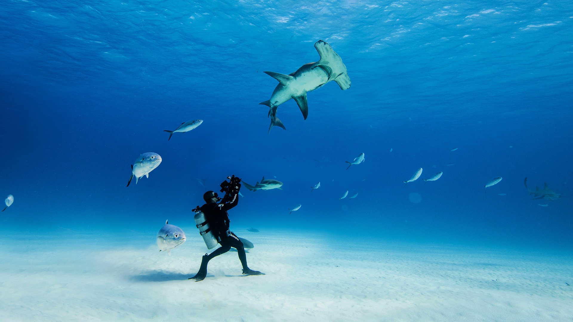 Review: Ocean Film Festival at Nottingham Playhouse - Leftlion ...