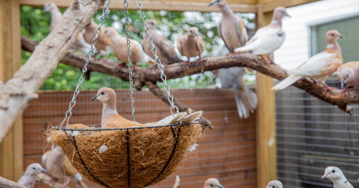 There's a Pigeon Sanctuary That Saves Sick Birds Near Notts - Leftlion ...
