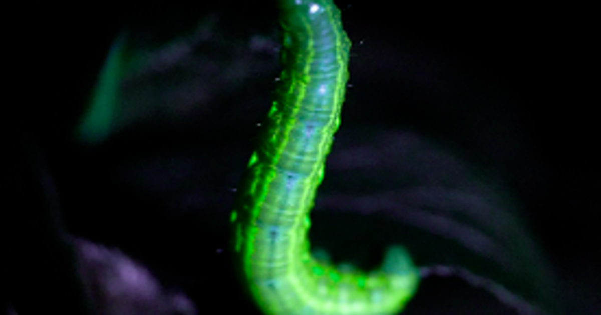 Illuminate: Biofluorescence In Nature - Leftlion - Nottingham Culture