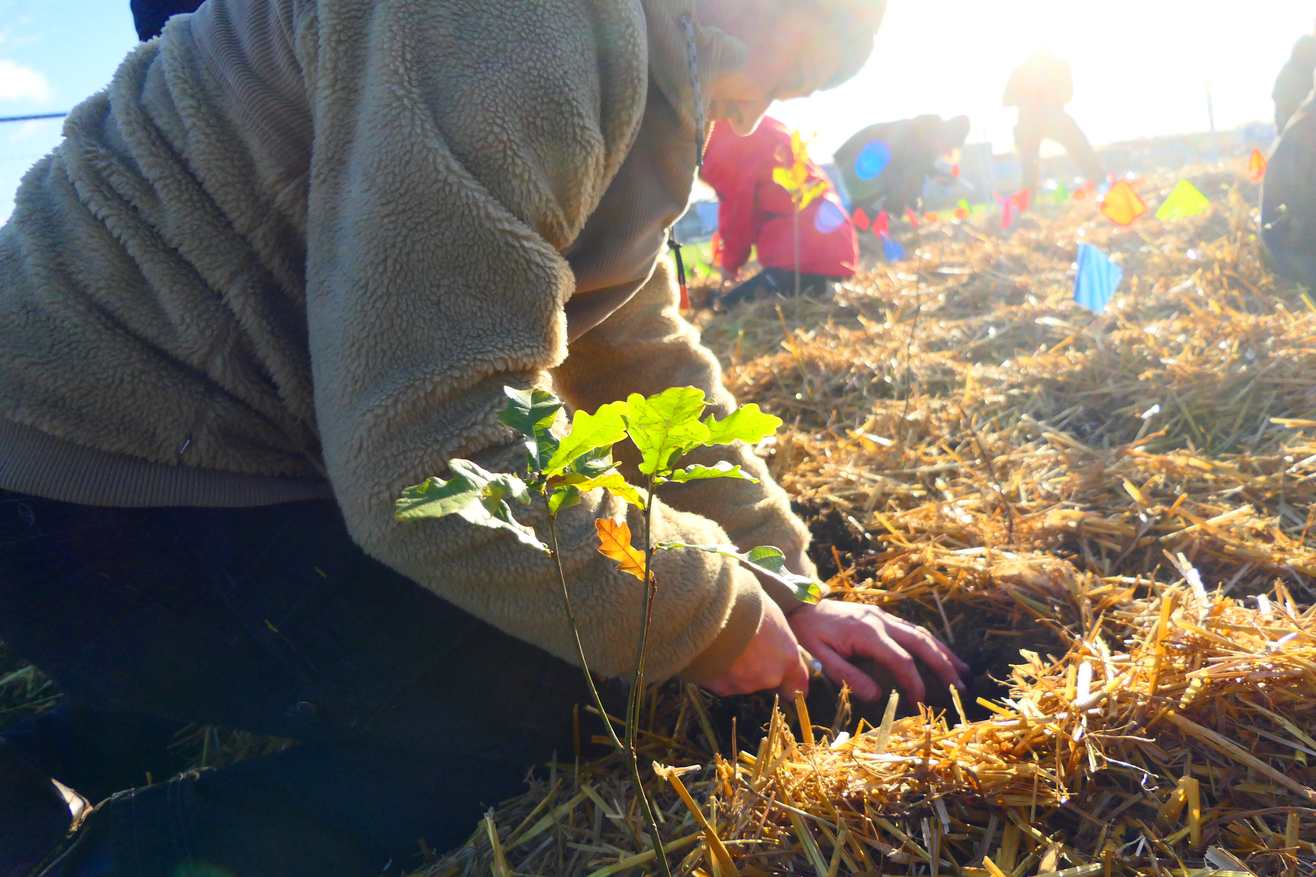 School children plant tiny forest they hope community will "cherish to ...