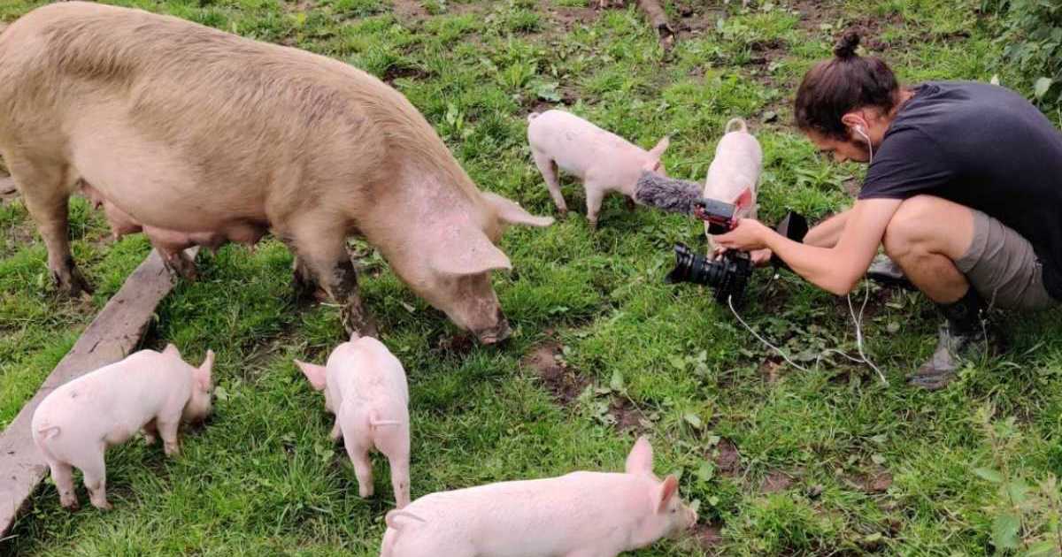 When Pigs Escape Director Jusep Moreno Explains Why He Took on This One ...