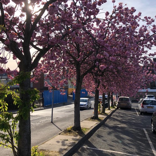 Saving the Sherwood Library Cherry Trees - Nottingham Culture