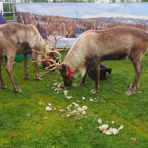 YMCA Robin Hood Group launch Make a Pledge this Christmas campaign ...