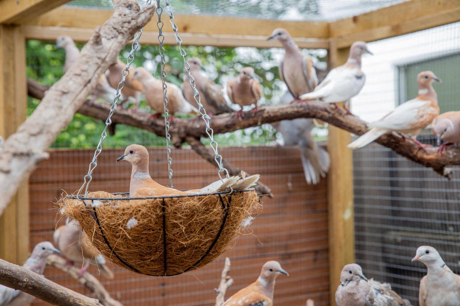 There's a Pigeon Sanctuary That Saves Sick Birds Near Notts - Leftlion ...
