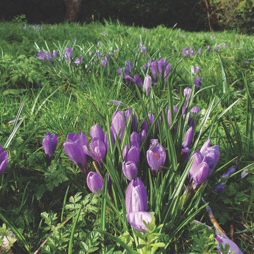 Why Nottingham Crocus Volunteers Are Aiming to Plant More of These ...