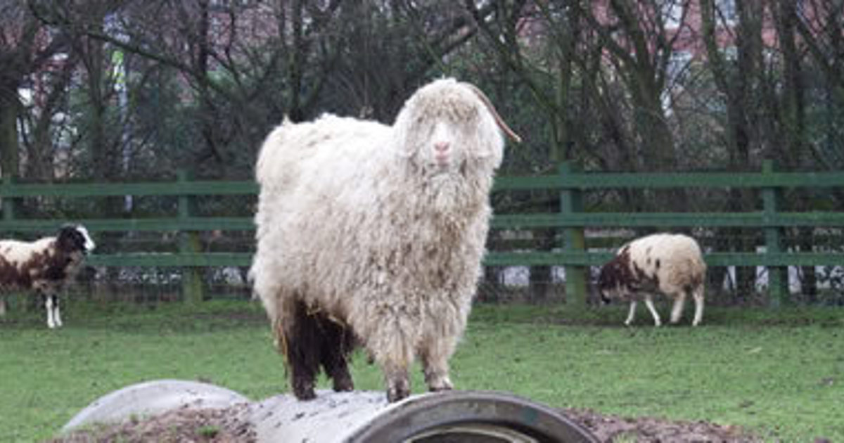 Stonebridge City Farm Animals Answer Questions in Photos - Nottingham ...