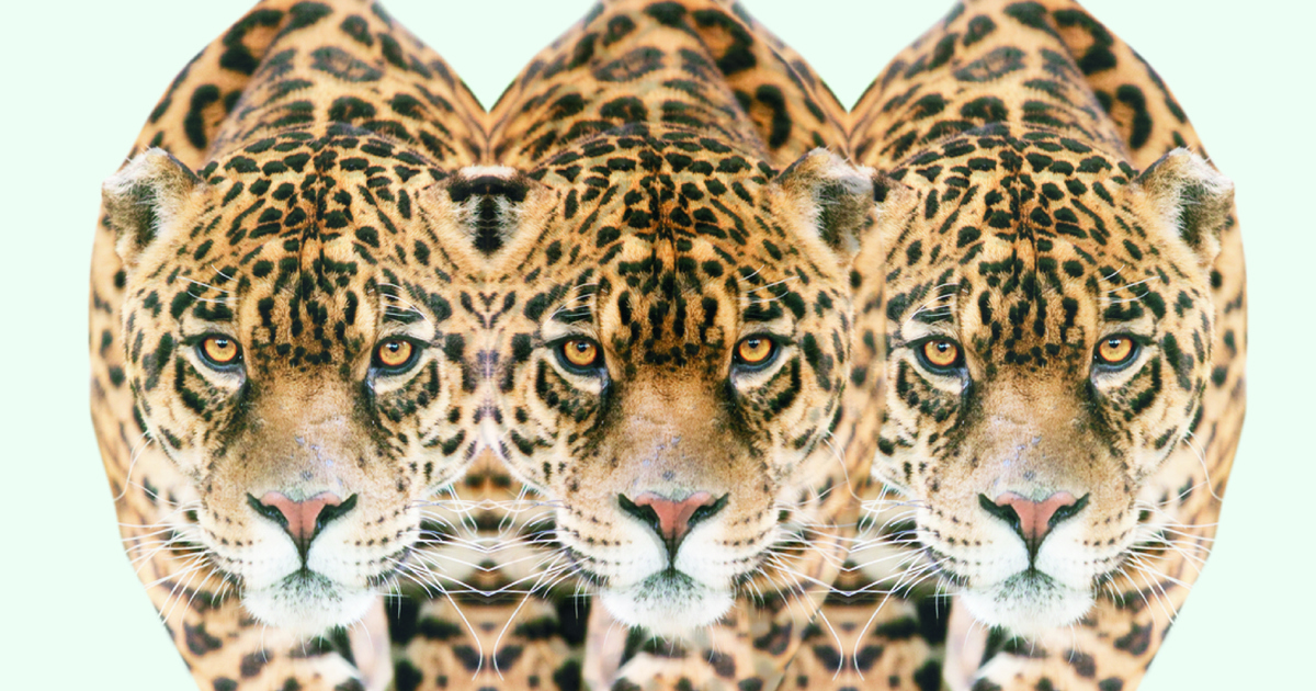 What Zoo Animal Are You? - Leftlion - Nottingham Culture